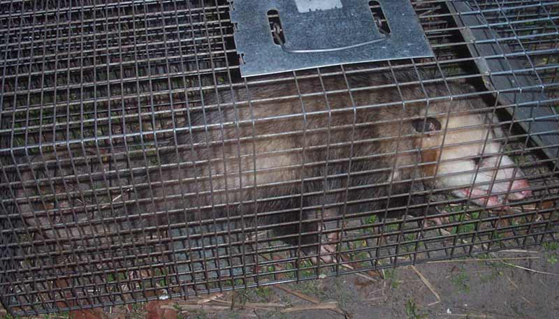 Possum Cage Traps