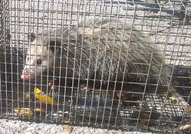 Possum Cage Traps